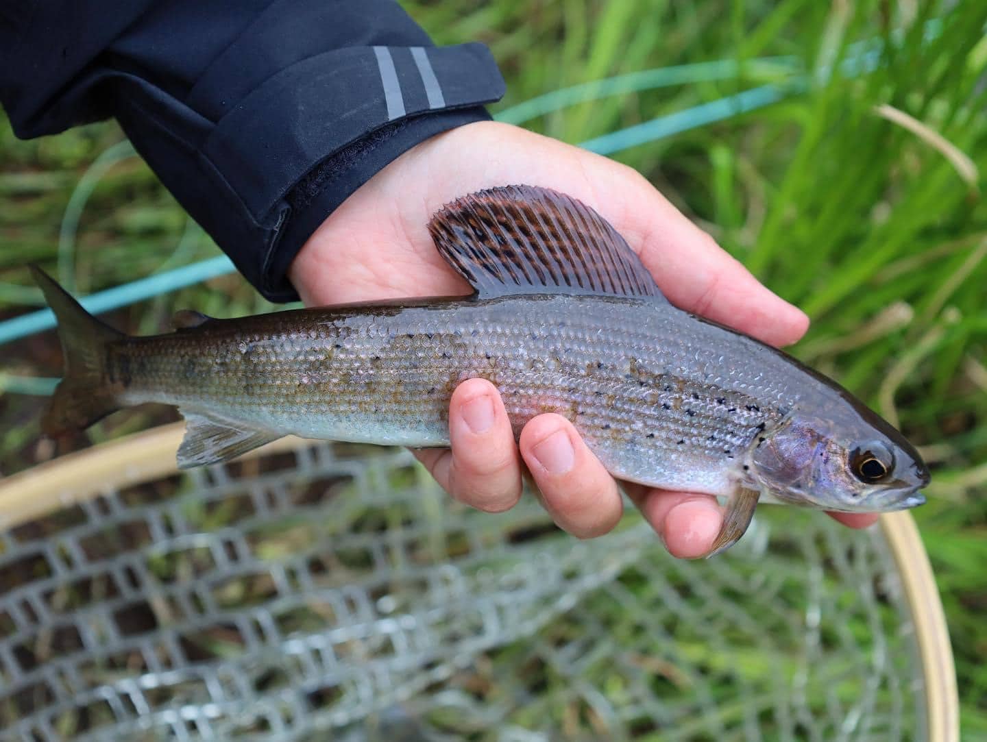 Fish Montana - iFishiBelong