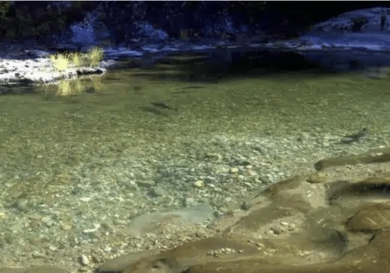 What Are Fish Redds? How to Spot and Protect Trout Spawning Beds ...