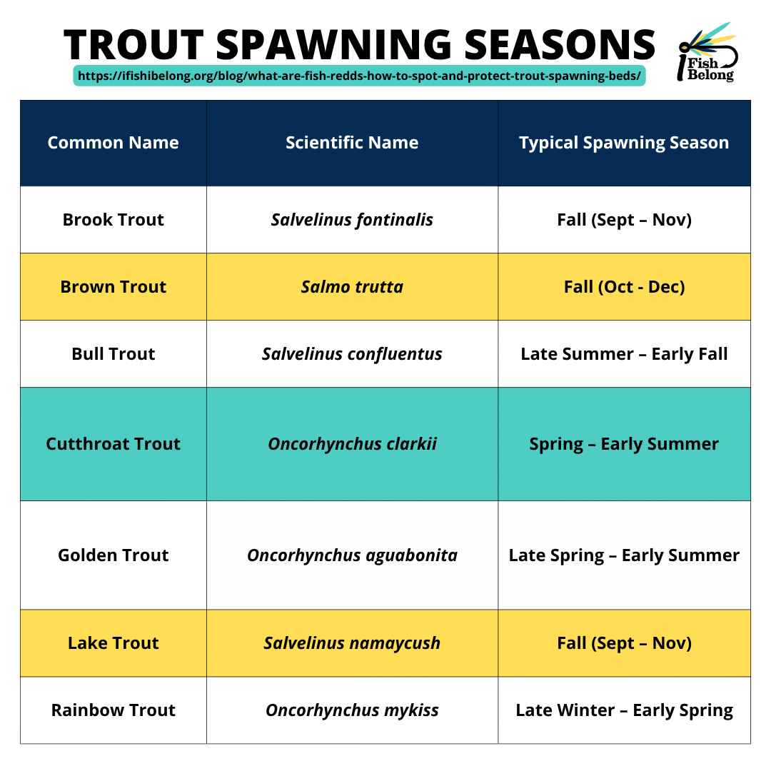 What Are Fish Redds? How to Spot and Protect Trout Spawning Beds ...
